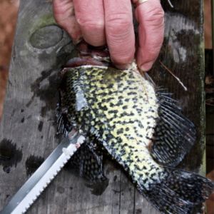 How To Fillet Crappie Fish (Fillet Knife or Electric Knife)